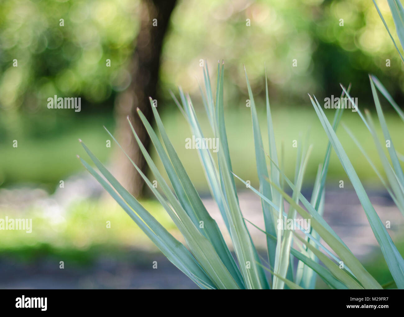 plants and Vegetation in their natural habitat Stock Photo - Alamy