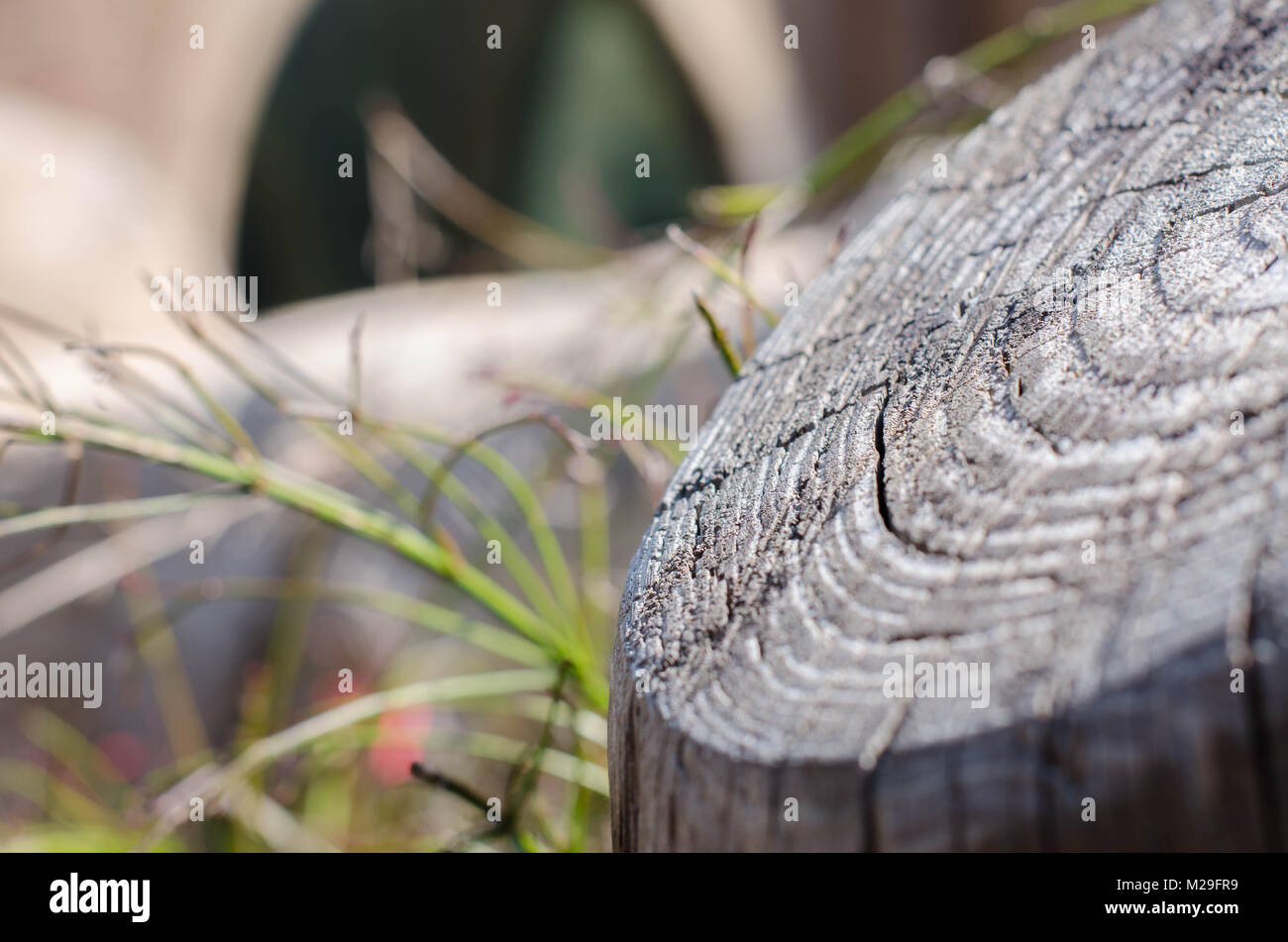 plants and Vegetation in their natural habitat Stock Photo - Alamy