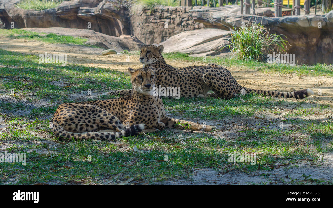 Florida panther cub hi-res stock photography and images - Alamy