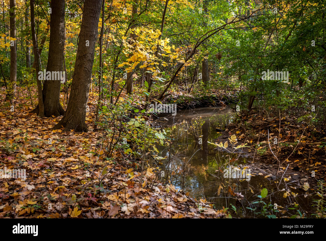Autumn folliage in Ontario Stock Photo - Alamy