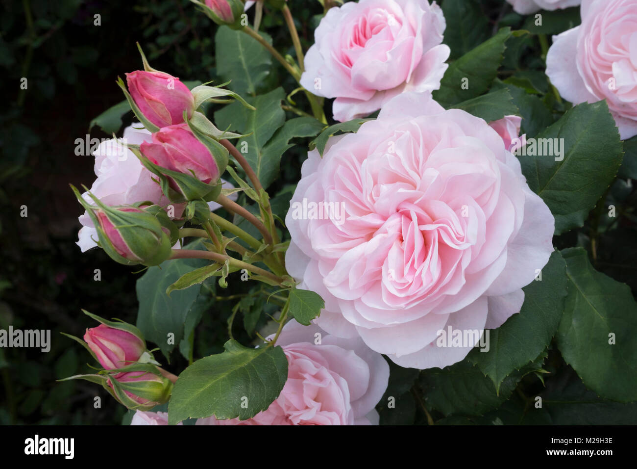 A close-up of Rosa ‘Botanica’ a pale pink rose in the rose garden at ...