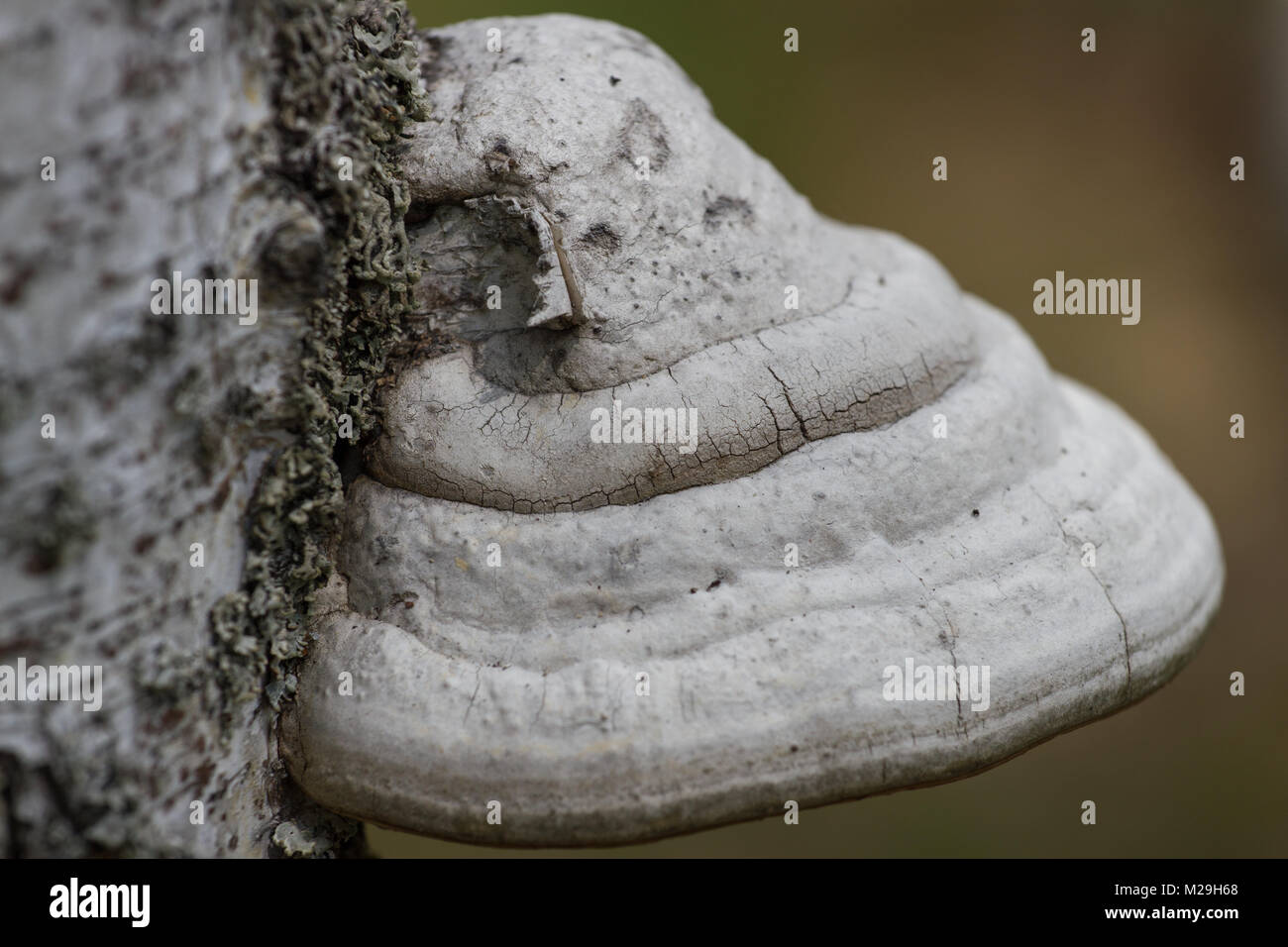 White polypore on birch trunk acro photo Stock Photo - Alamy