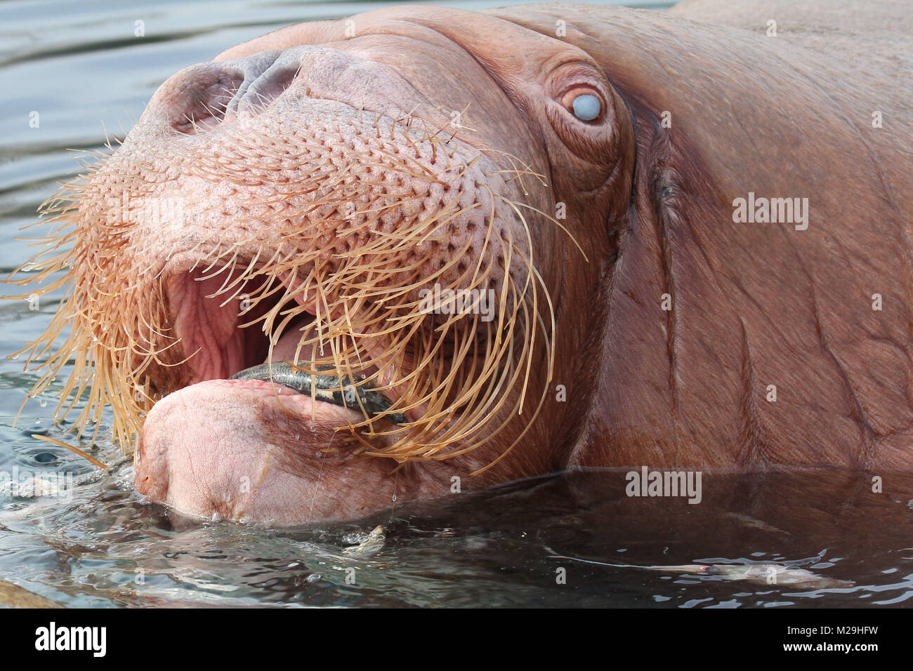 Walross hi-res stock photography and images - Alamy