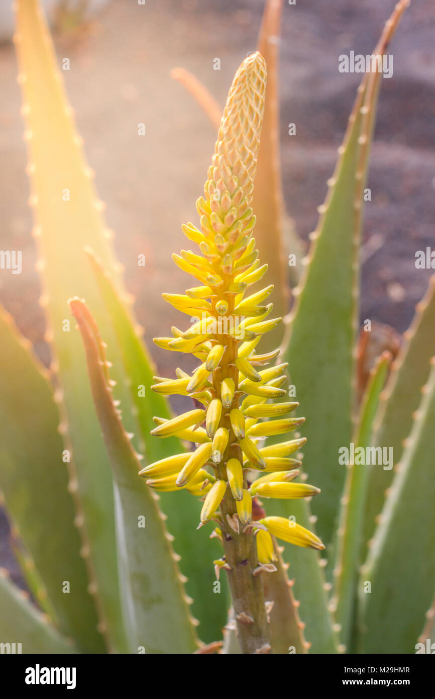 Tall yellow aloe vera flowers spike against grey background Stock Photo ...