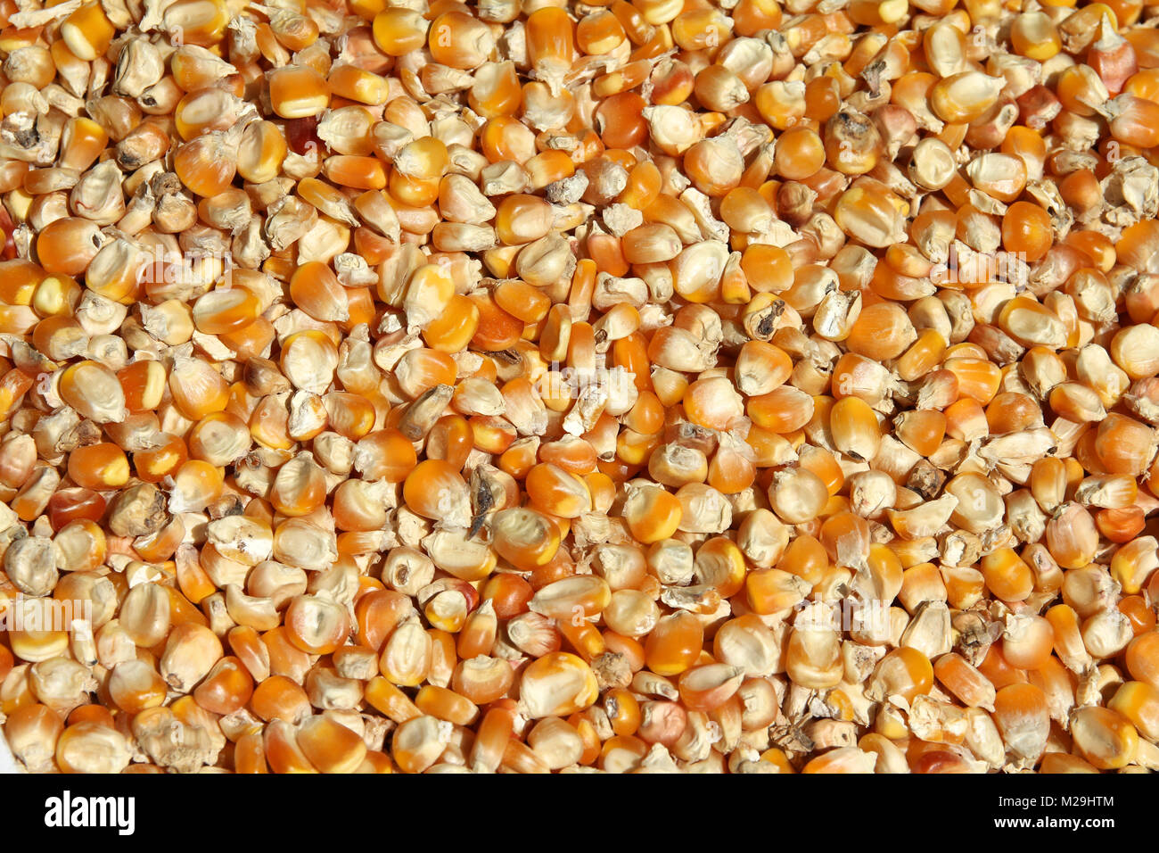 Corn background at a farmer's market. Market place in Havana, Cuba ...