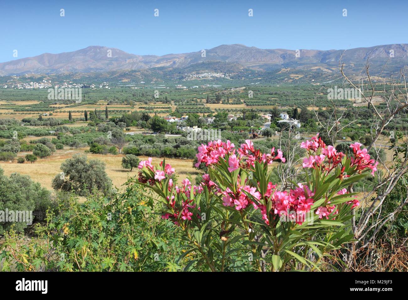 Landscape of Crete island in Greece. Olive tree groves, hills and ...