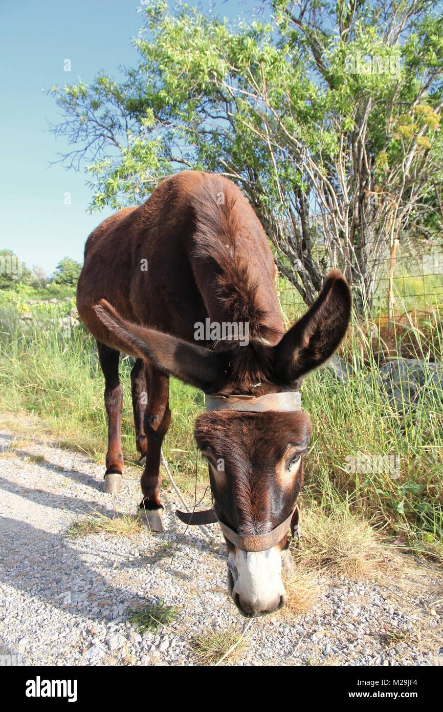 Crete, island in Greece. Donkey, typical Greek farm animal Stock Photo ...