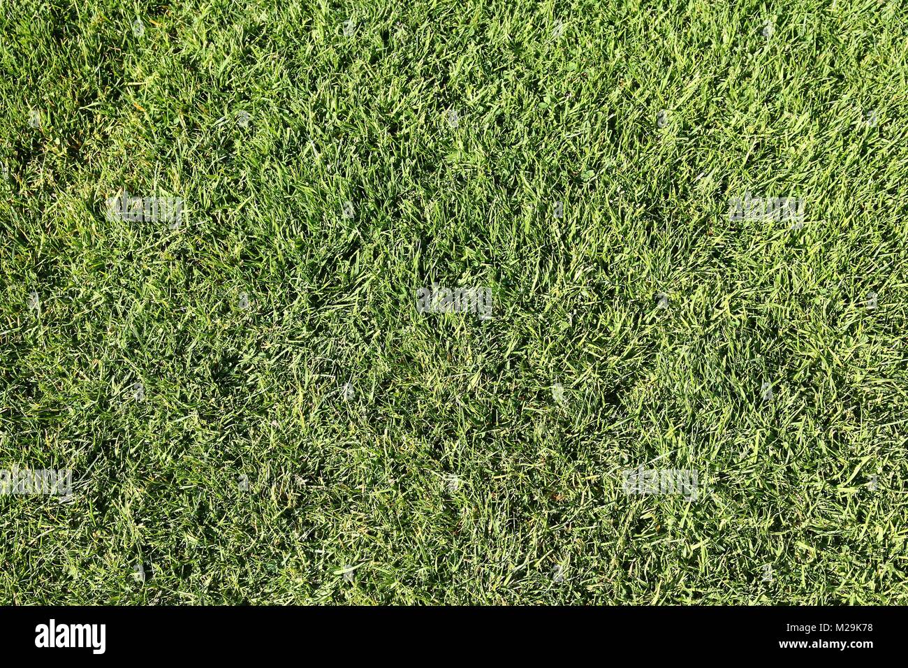 Natural green grass background. Golf course lawn backdrop Stock Photo ...