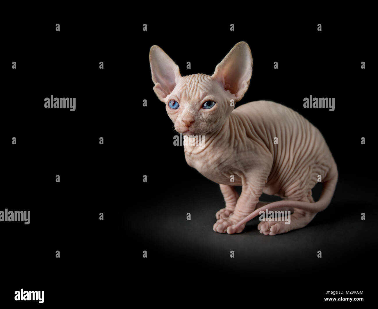 Egyptian sphynx cat hi-res stock photography and images - Alamy
