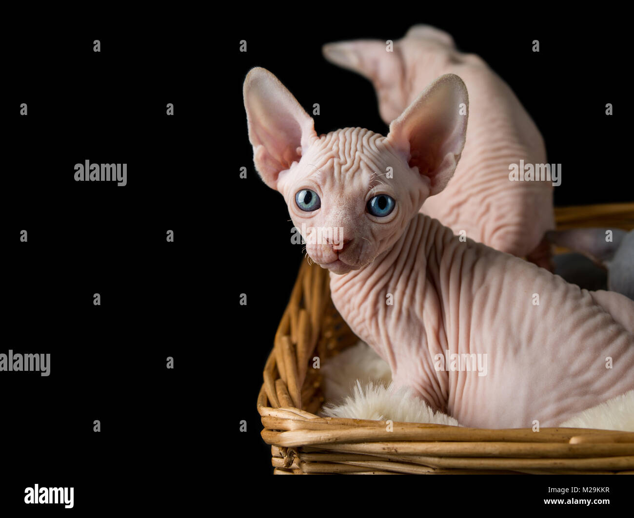 Egyptian Sphynx Cat High Resolution Stock Photography and Images - Alamy