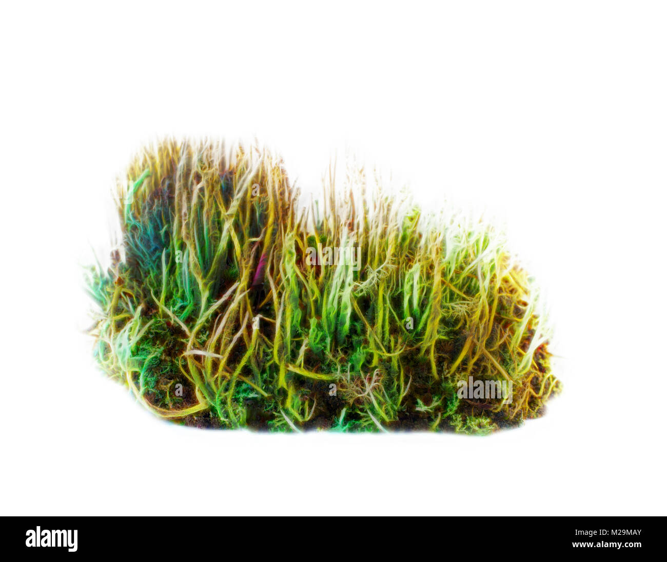 Reindeer moss. Lichen overgrown for northern reindeer. Computer ...