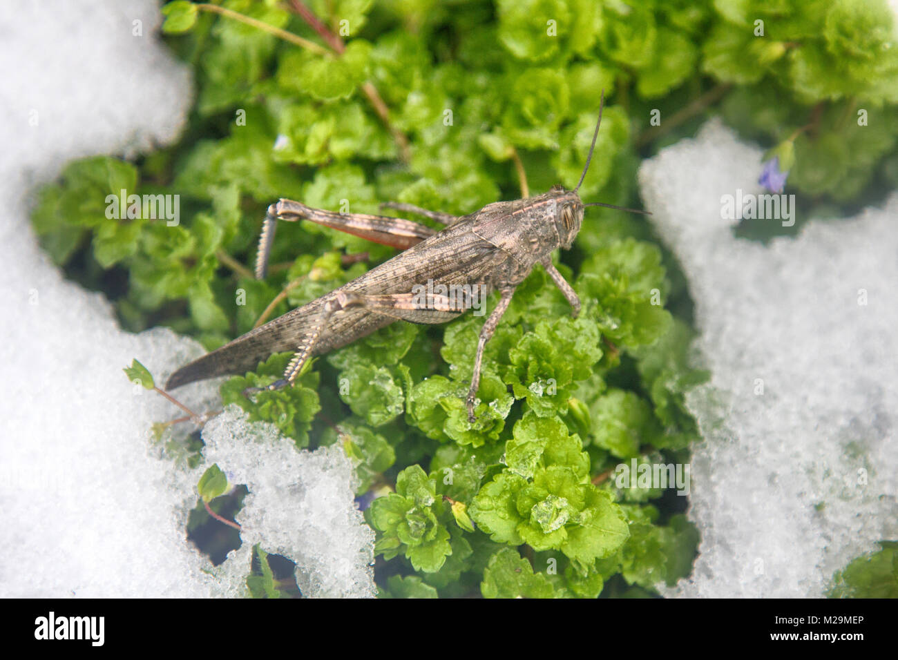 Snow fell on green grass and grasshopper spend winter Stock Photo - Alamy