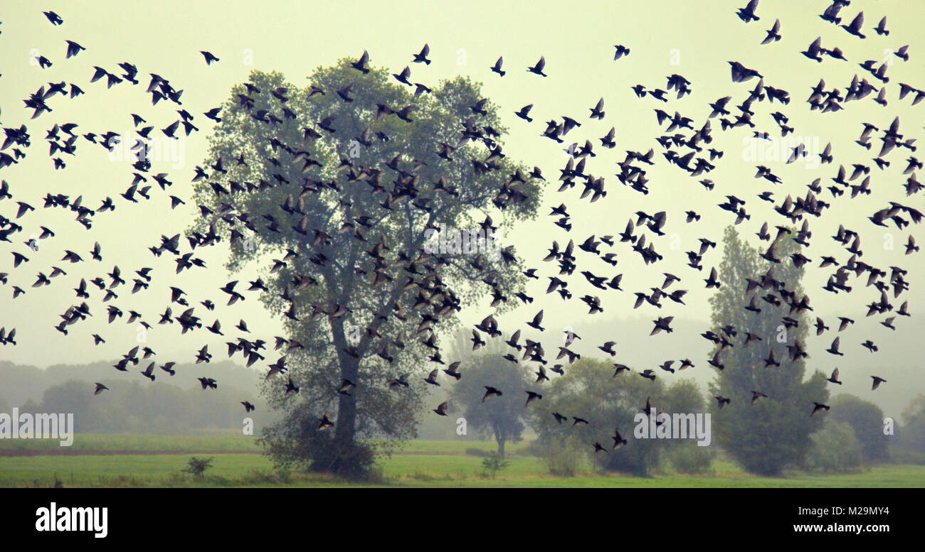 Starlings during migration and wintering grounds in Europe. Mass ...
