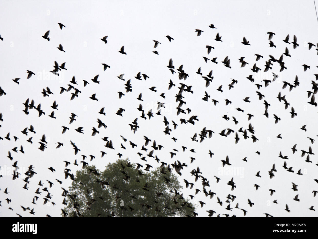 Starlings during migration and wintering grounds in Europe. Mass ...