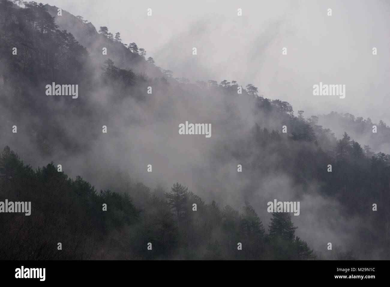 Foggy forest after a cold rain Stock Photo - Alamy