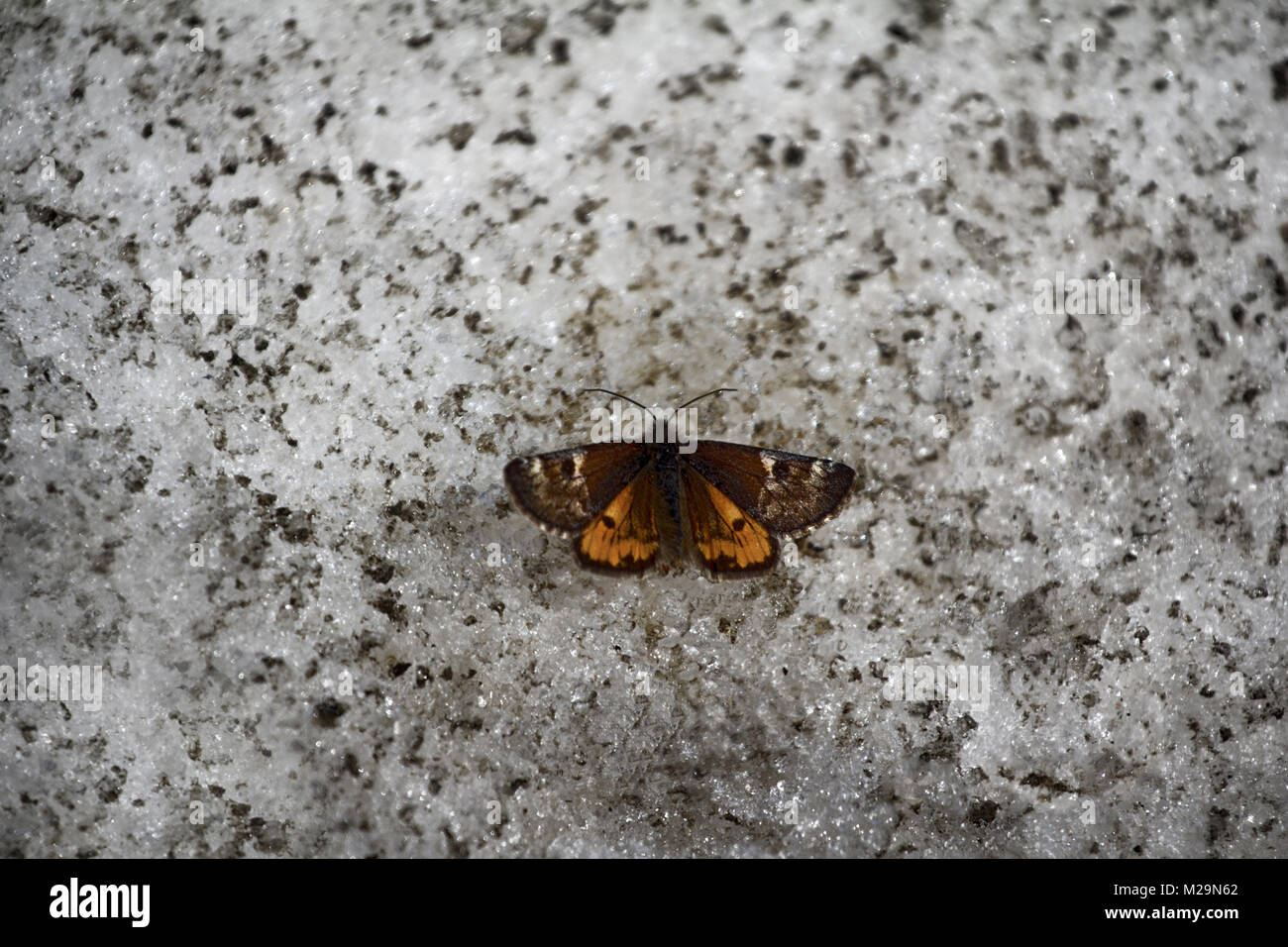 Winter insects. Night Moth butterfly (tiger moth, Arctiidae) is in late ...