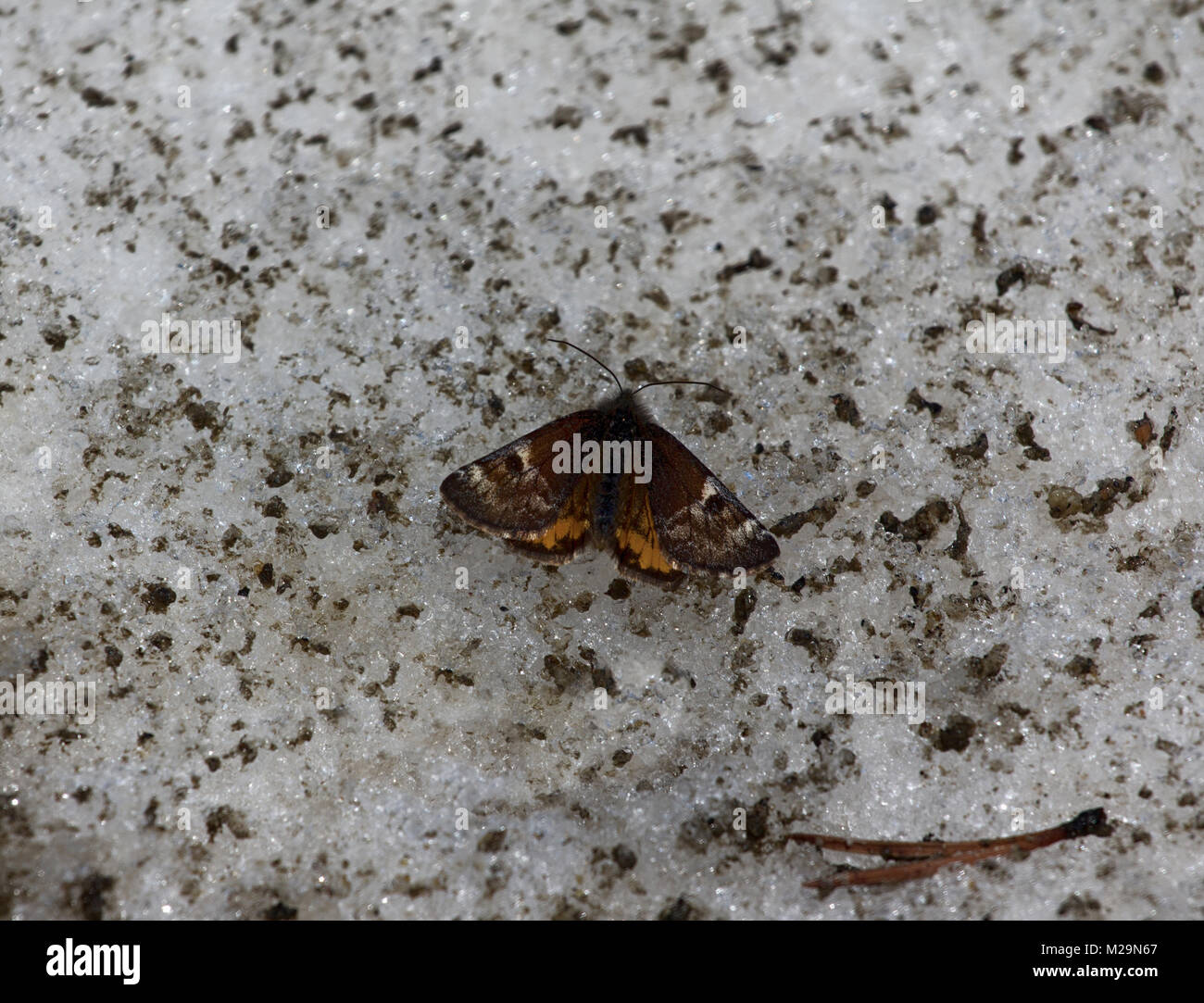 Winter insects. Night Moth butterfly (tiger moth, Arctiidae) is in late ...