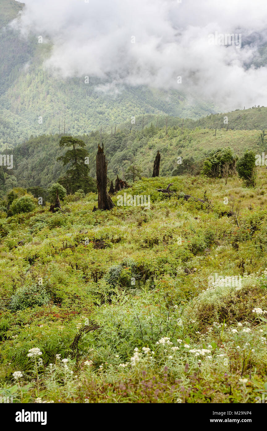 Deforestation India High Resolution Stock Photography and Images - Alamy