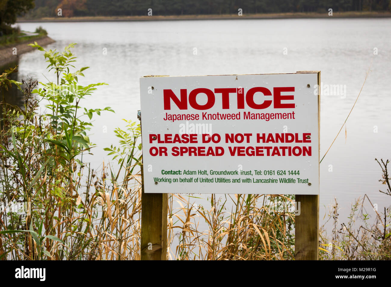 Japanese knotweed (Fallopia japonica) management warning sign at Stock ...