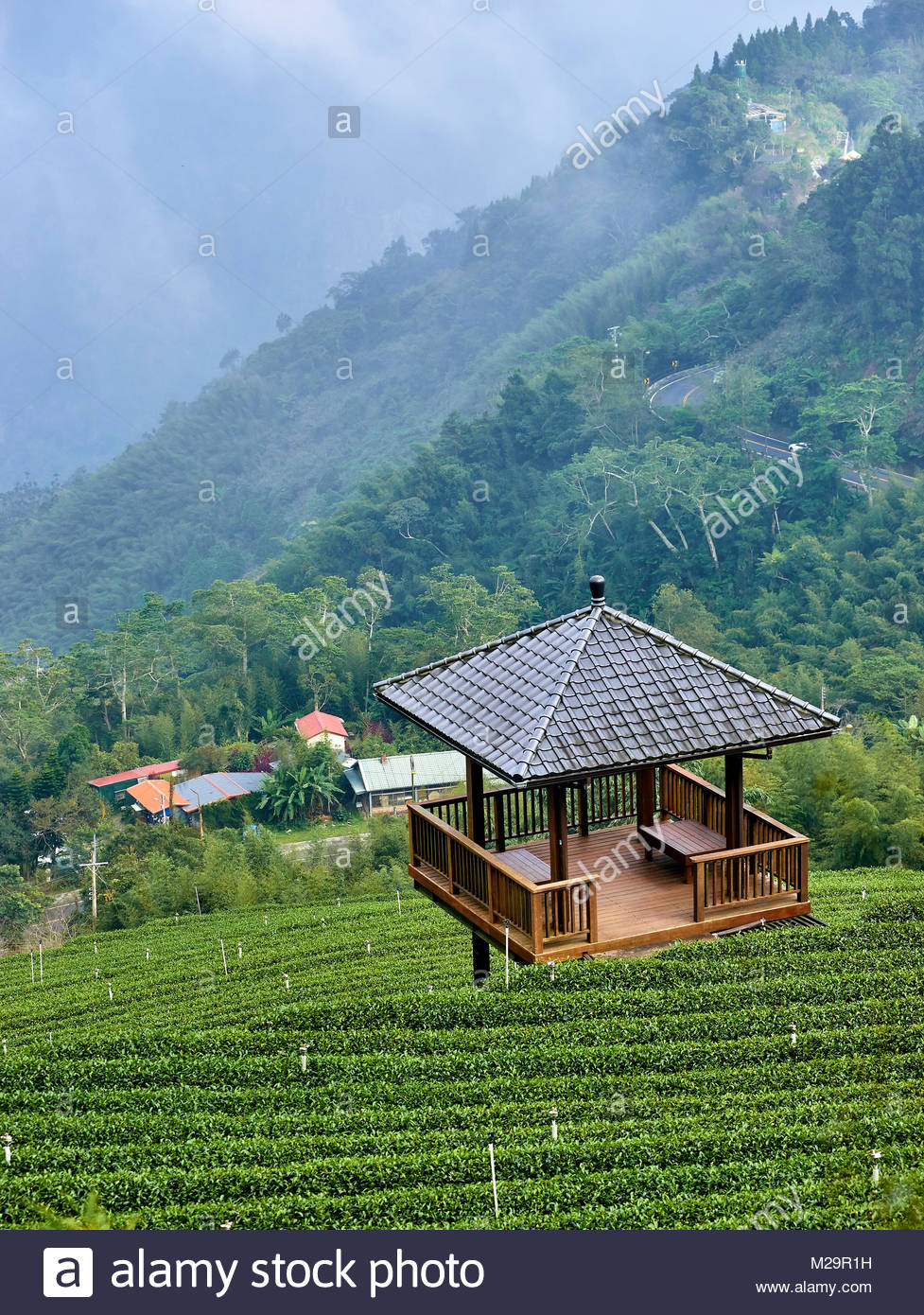 Alishan National Scenic Area Stock Photos & Alishan National Scenic ...