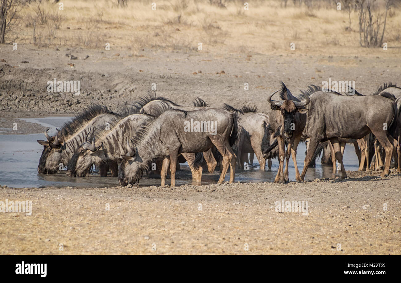 A herd of Blue Wildebeest at a watering hole in Namibian savanna Stock ...