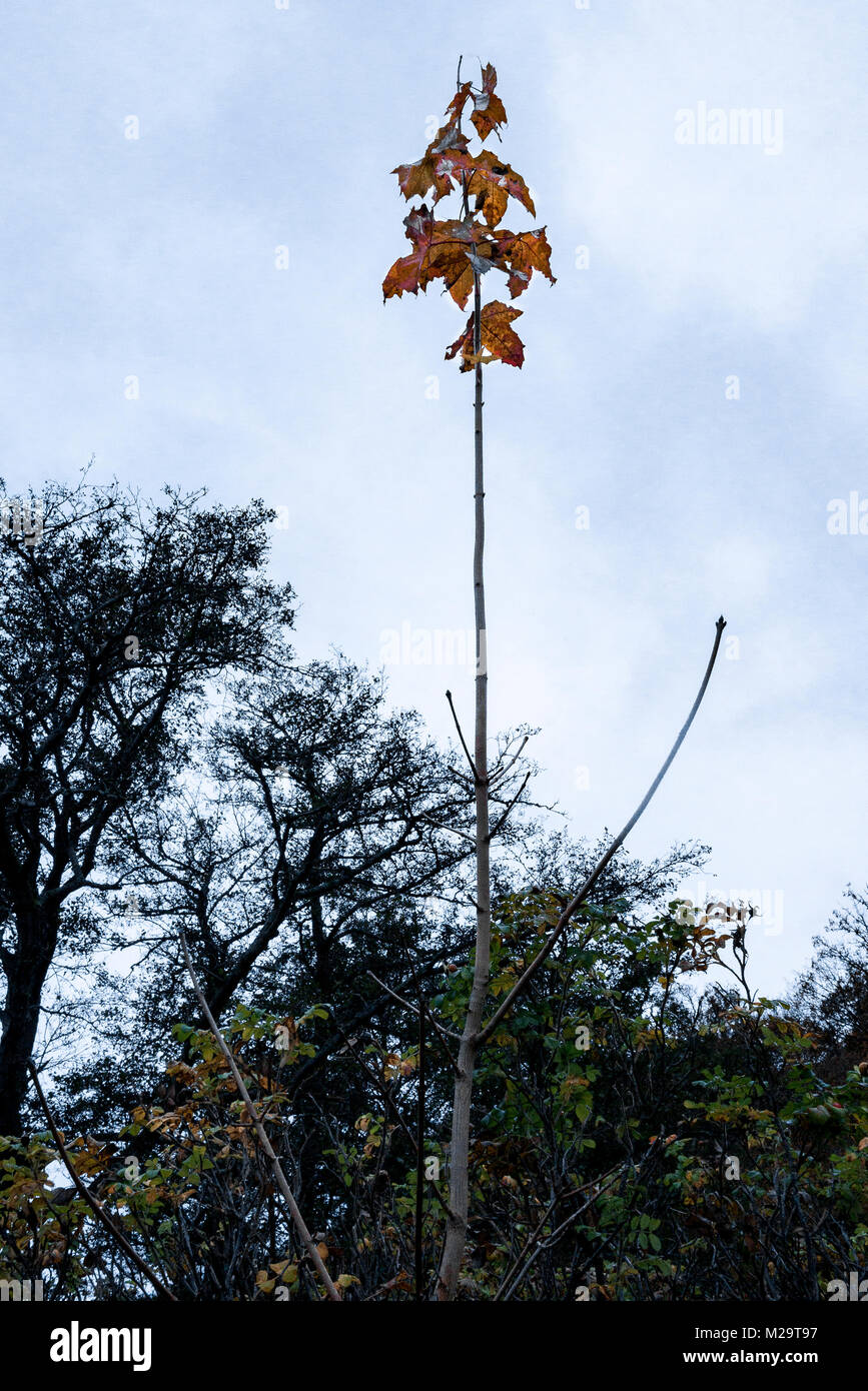 Withering trees hi-res stock photography and images - Alamy