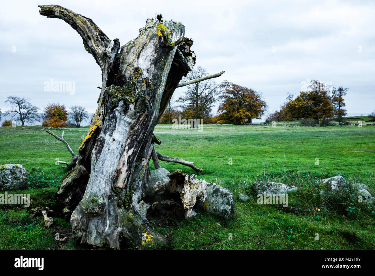 Dead trunk hi-res stock photography and images - Alamy