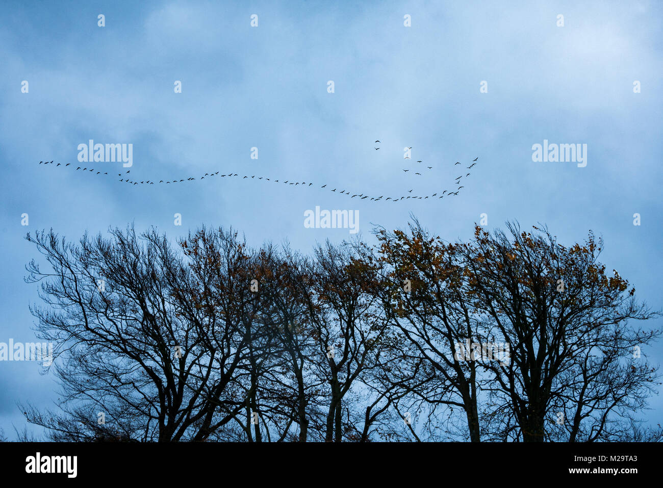 Birds moving hi-res stock photography and images - Alamy