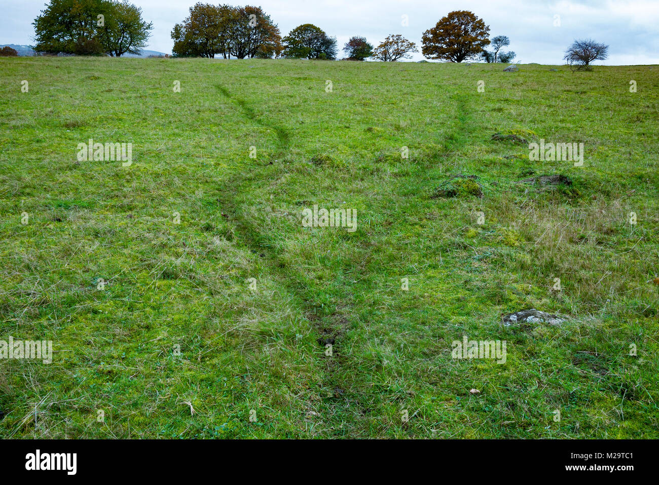Sheep tracks hi-res stock photography and images - Alamy