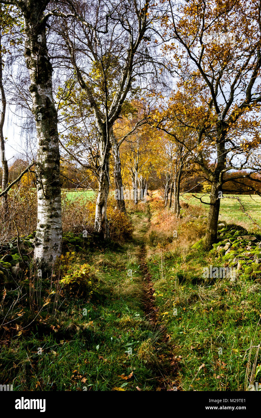 A tiny path goes between birch trees and meadows Stock Photo - Alamy