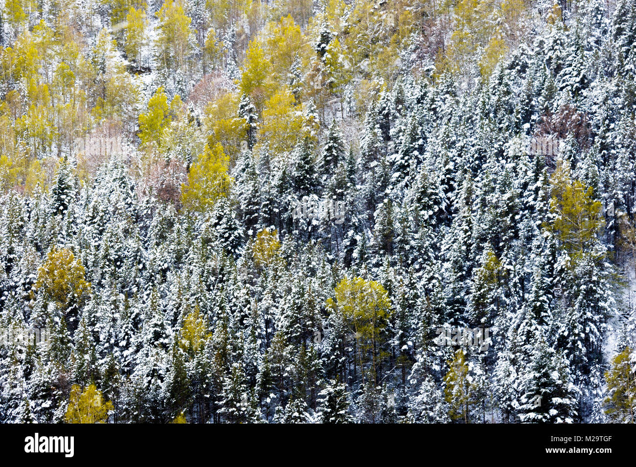 A white landscape after a snowfall in the Catalonian Pyrenees Stock ...