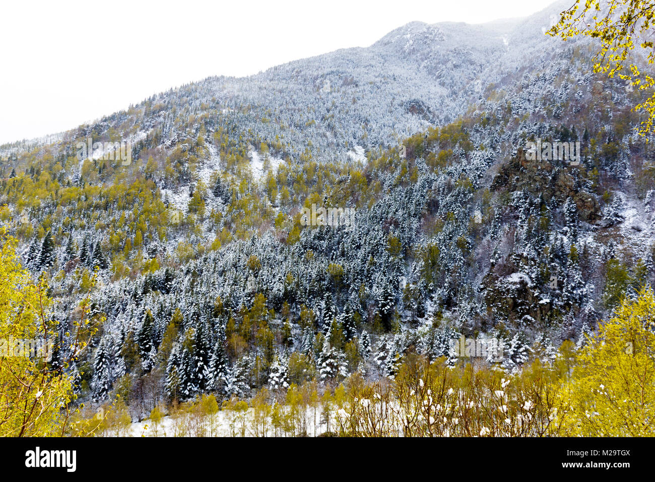 A white landscape after a snowfall in the Catalonian Pyrenees Stock ...