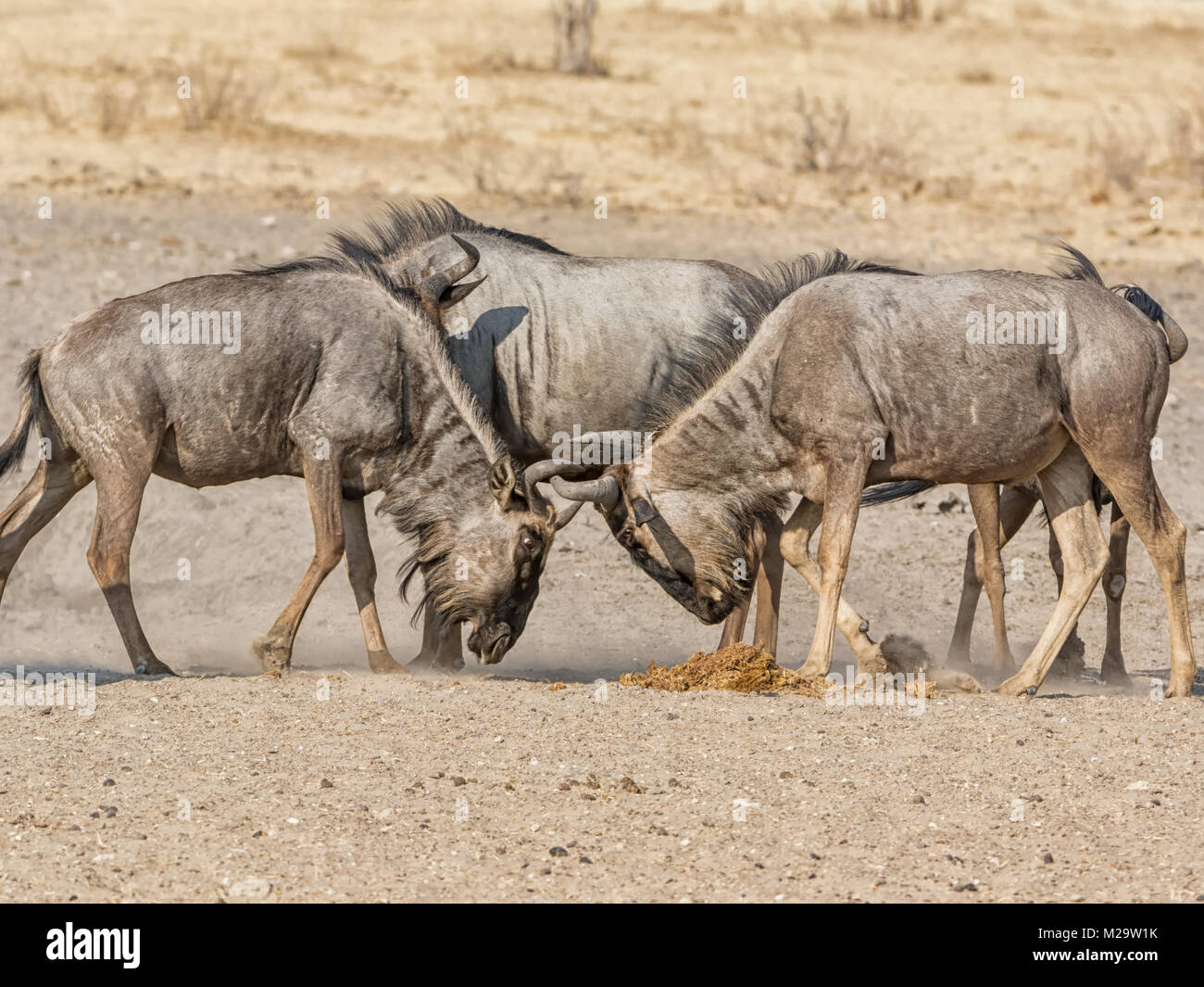 A pair of Blue Wildebeest locking horns in Namibian savanna Stock Photo ...