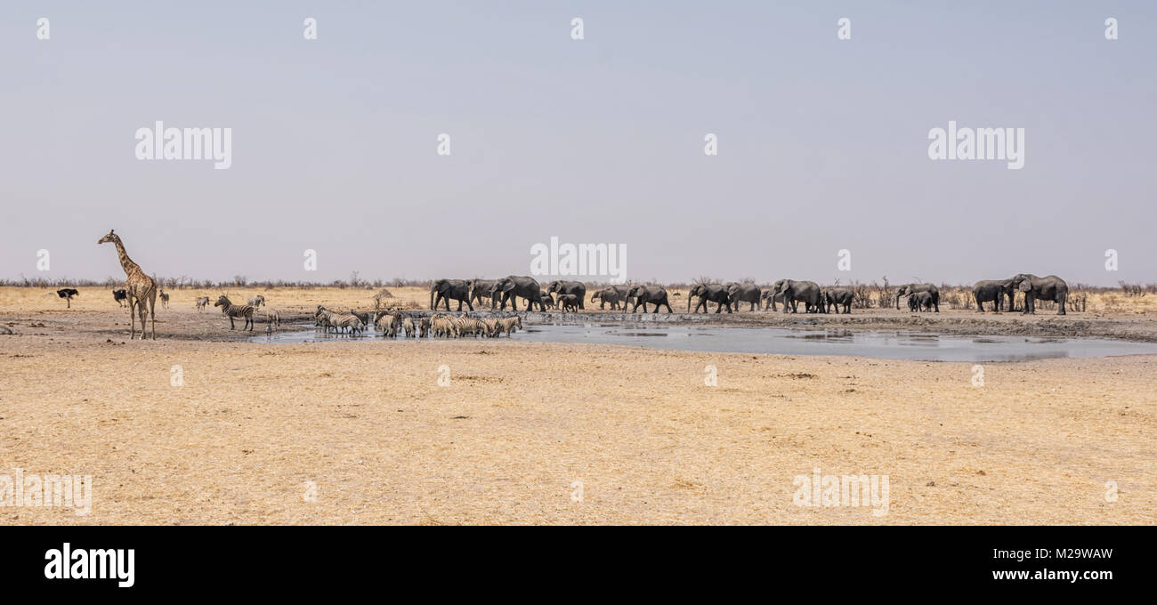 A busy watering hole in the Namibian desert savanna Stock Photo - Alamy