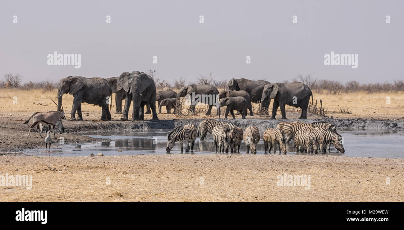A busy watering hole in the Namibian desert savanna Stock Photo - Alamy
