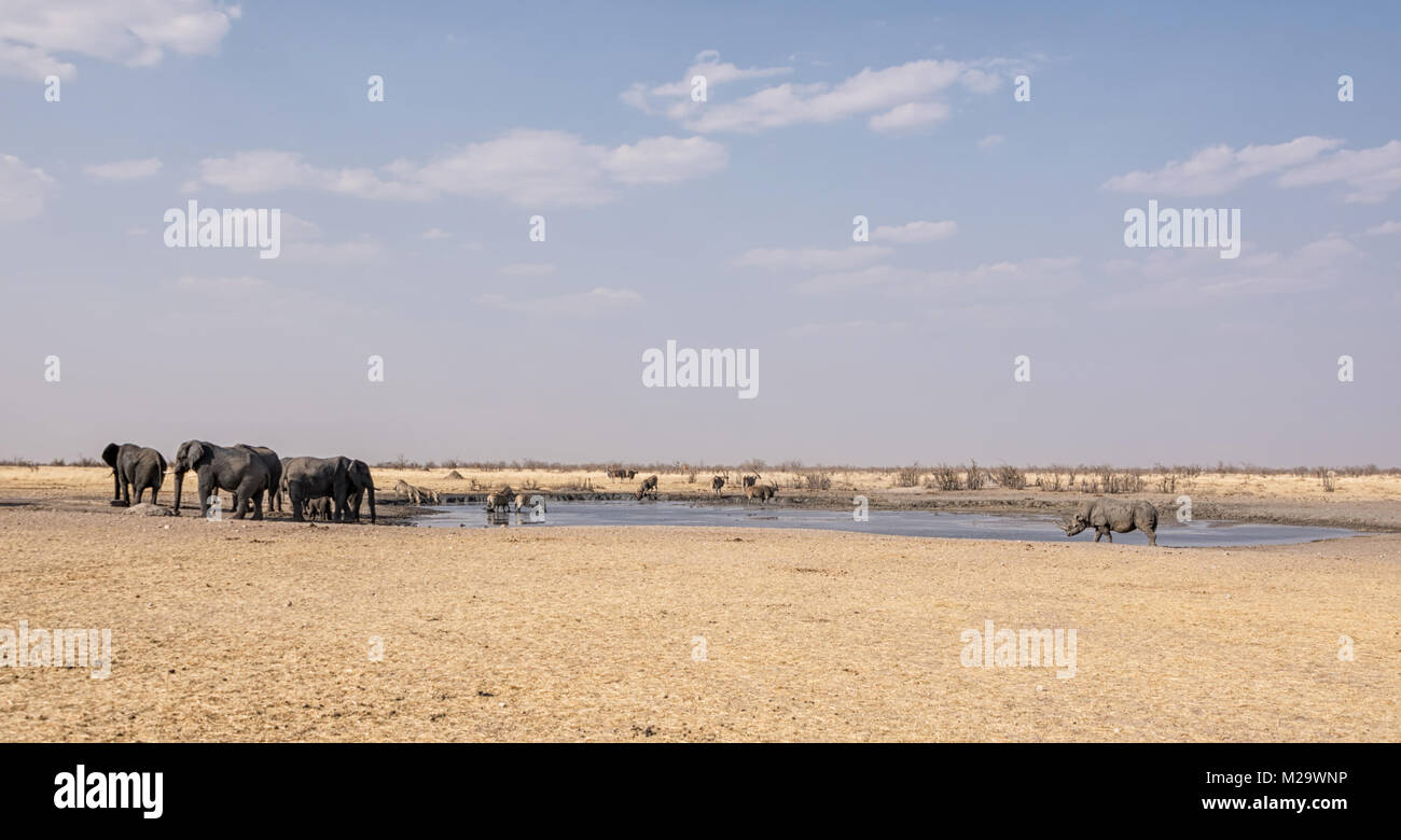 A busy watering hole in the Namibian desert savanna Stock Photo - Alamy