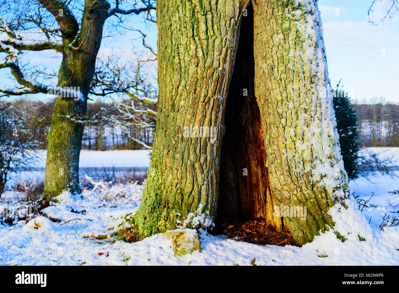 The hollow trunk of an old oak tree in winter. Snowy landscape in ...