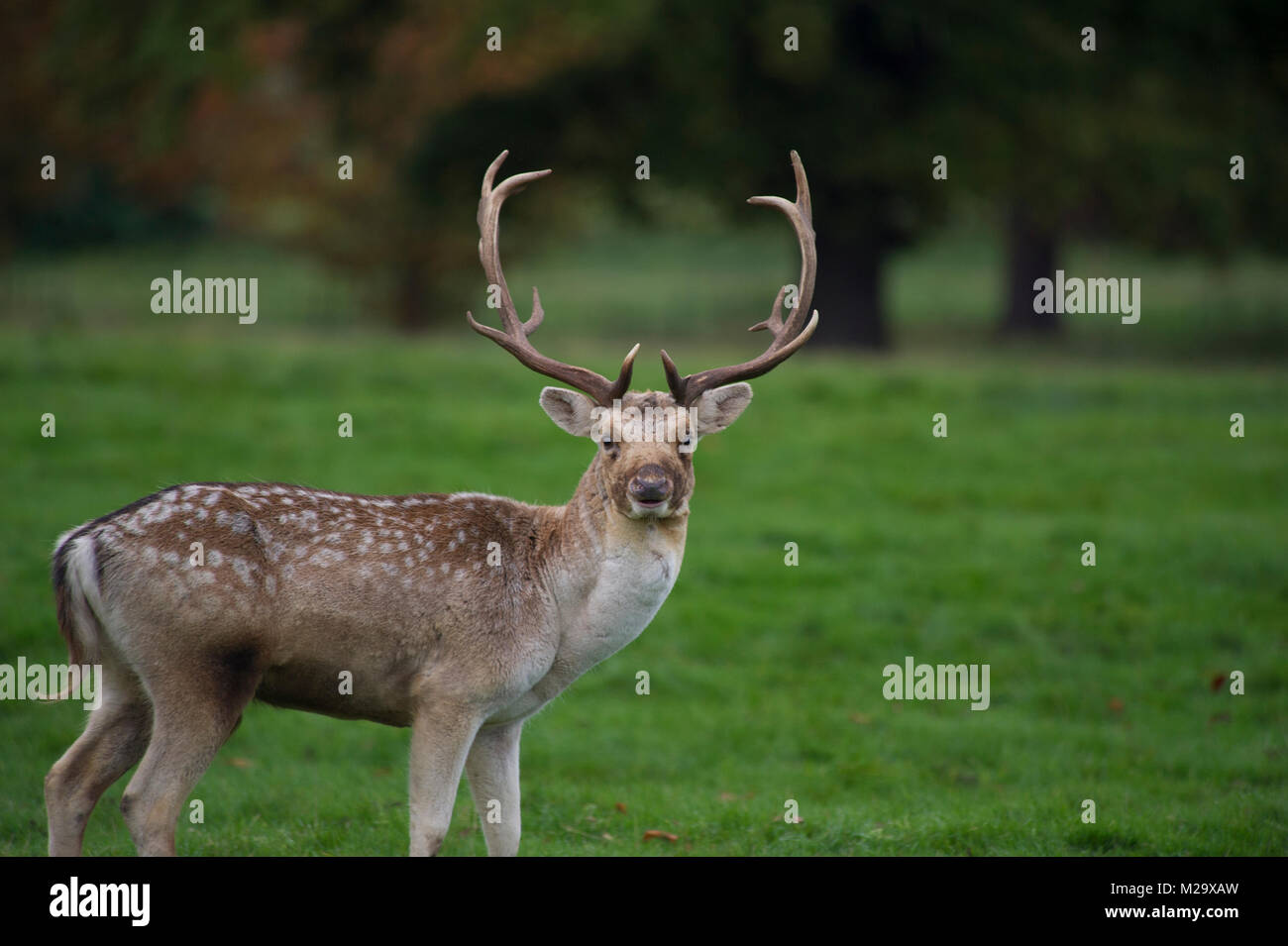 A smiling fallow deer stag Stock Photo - Alamy