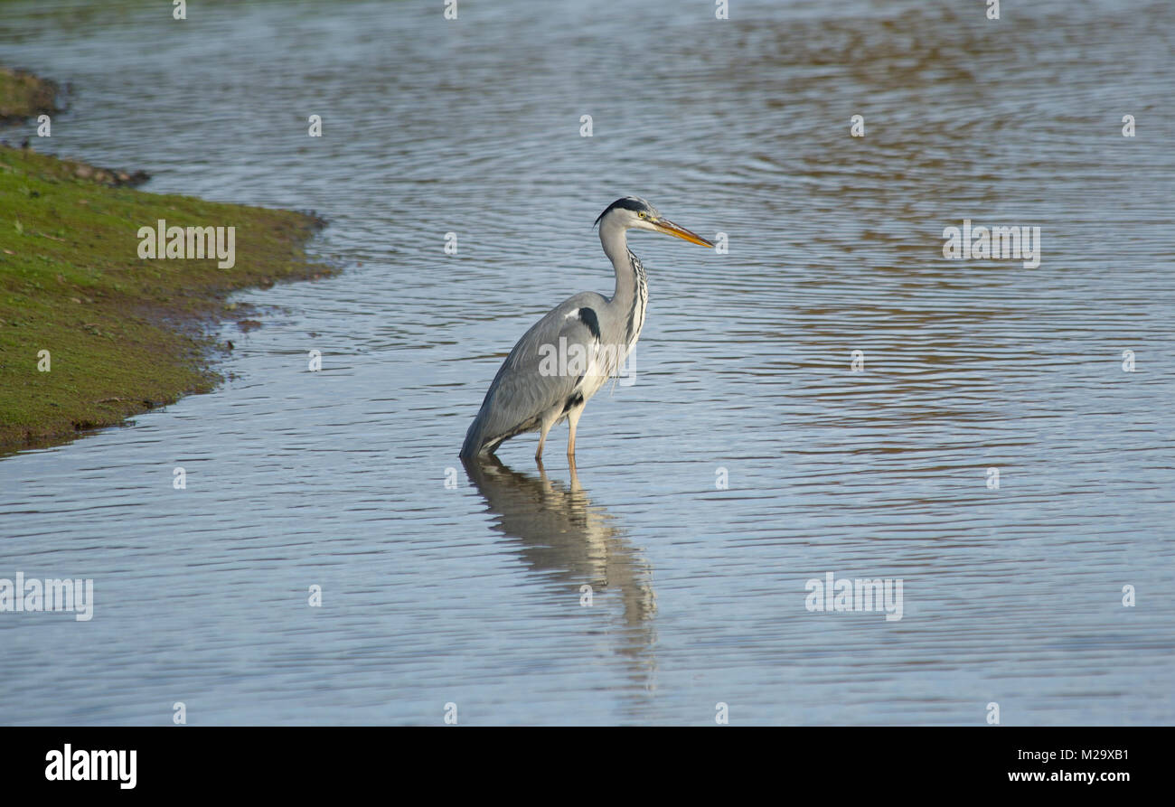A grey heron's reflection Stock Photo - Alamy