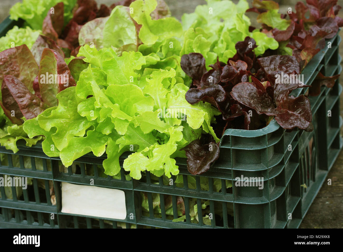 Fresh raw lettuce packed in plastic box ready to sell Stock Photo - Alamy