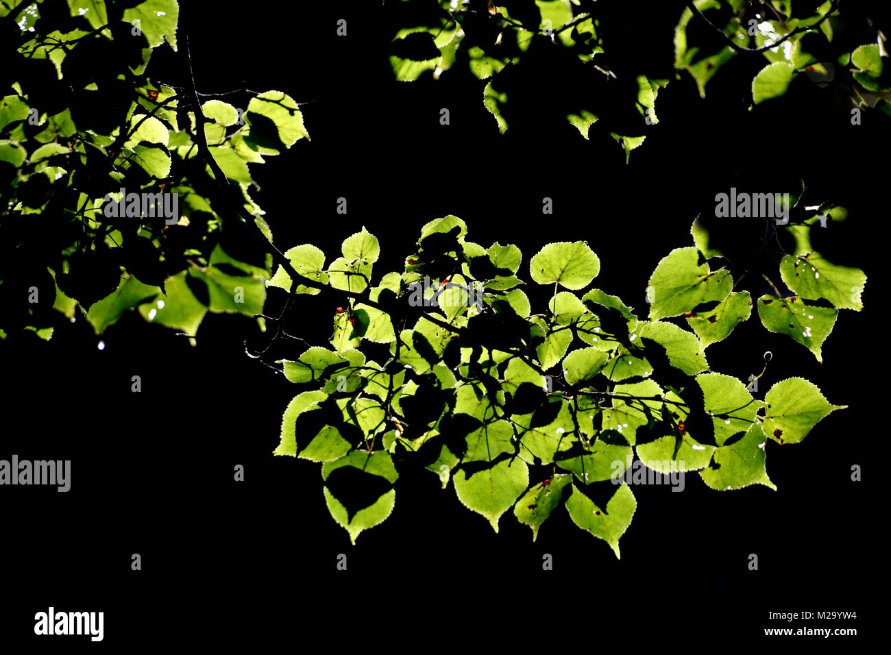 Common lime tree leaves against black background Stock Photo - Alamy