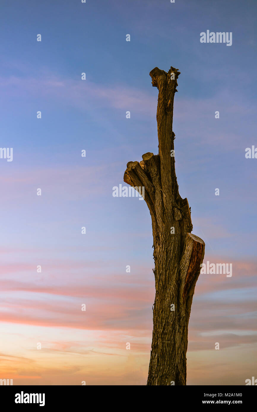 Old tree and sunset Stock Photo - Alamy