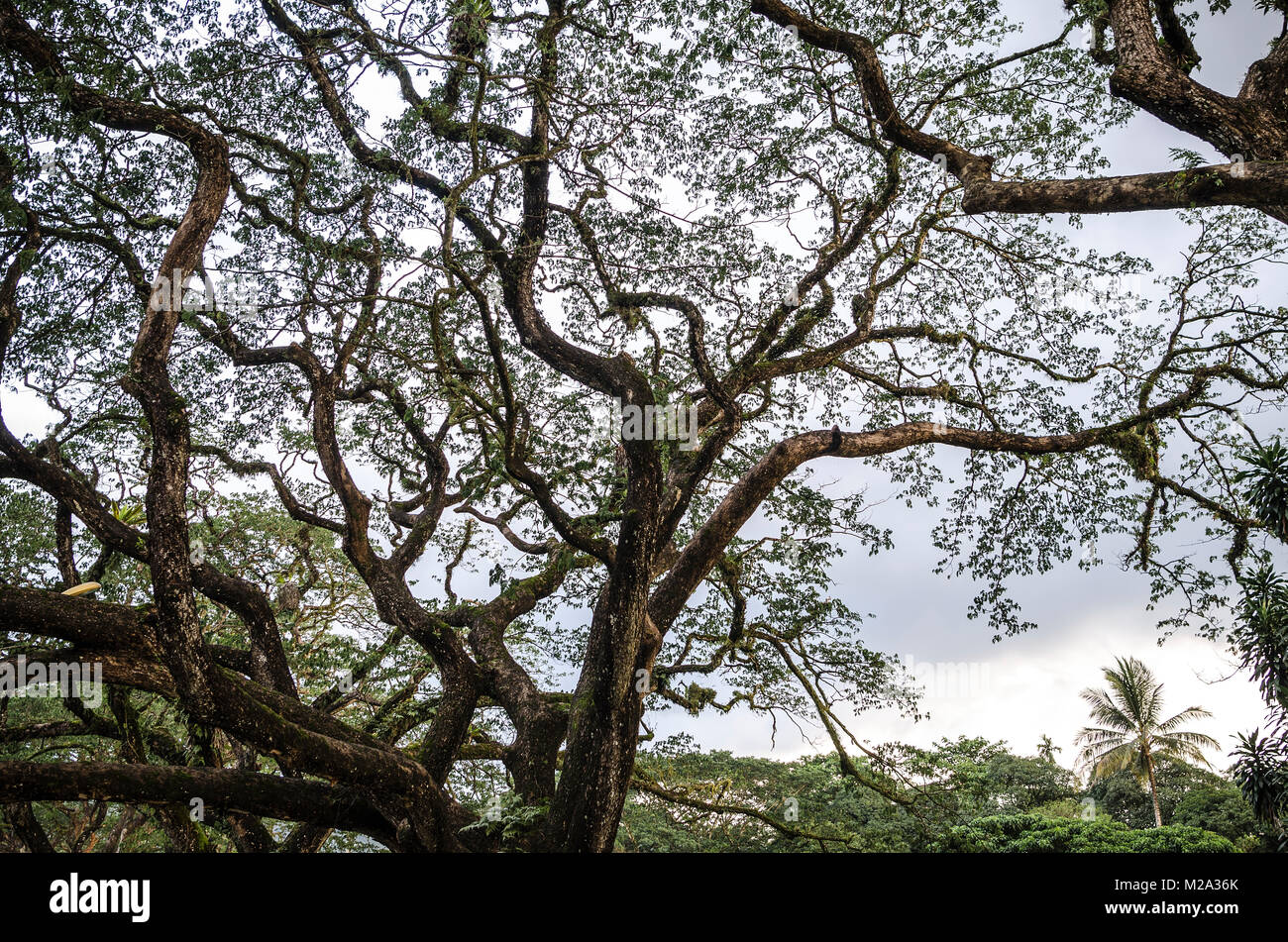 Branches extend hi-res stock photography and images - Alamy
