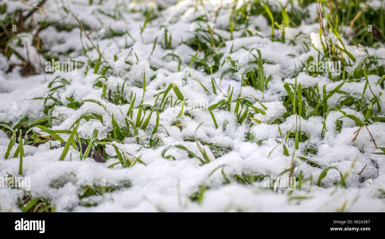 Snowy grass hi-res stock photography and images - Alamy