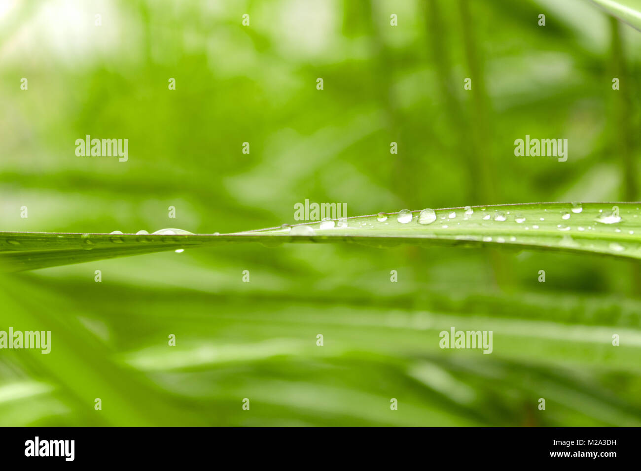 Rain background hi-res stock photography and images - Alamy