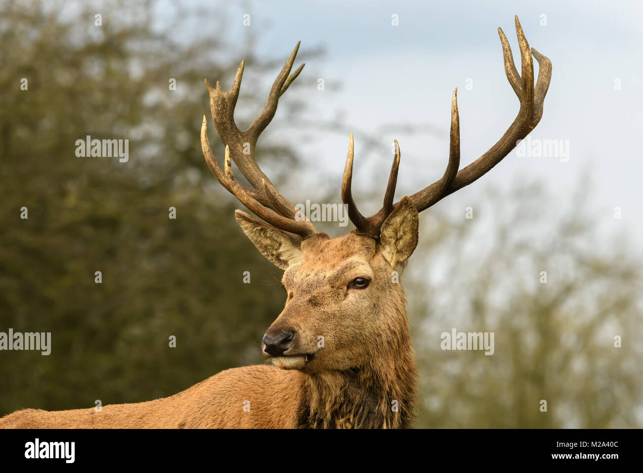 Stag Deer Portrait Stock Photo - Alamy