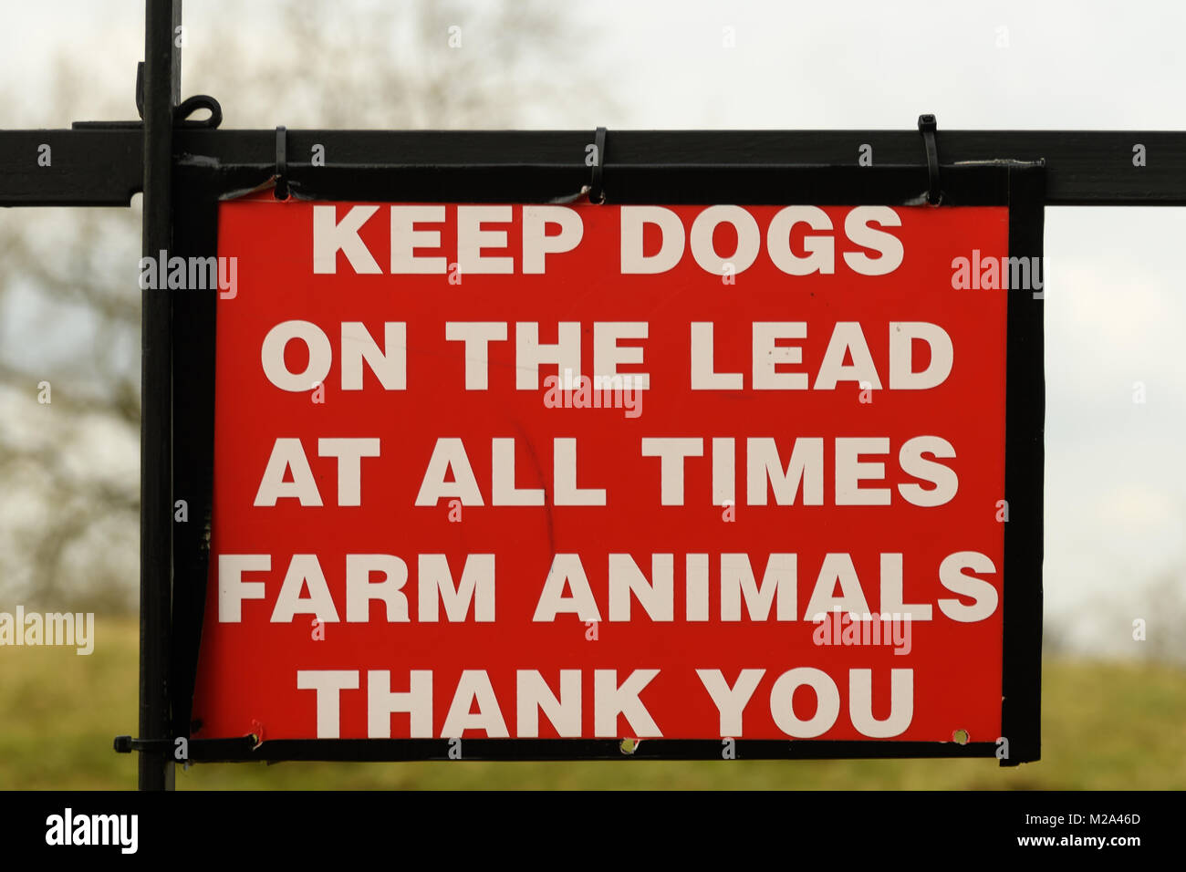 Red Dog sign Stock Photo - Alamy