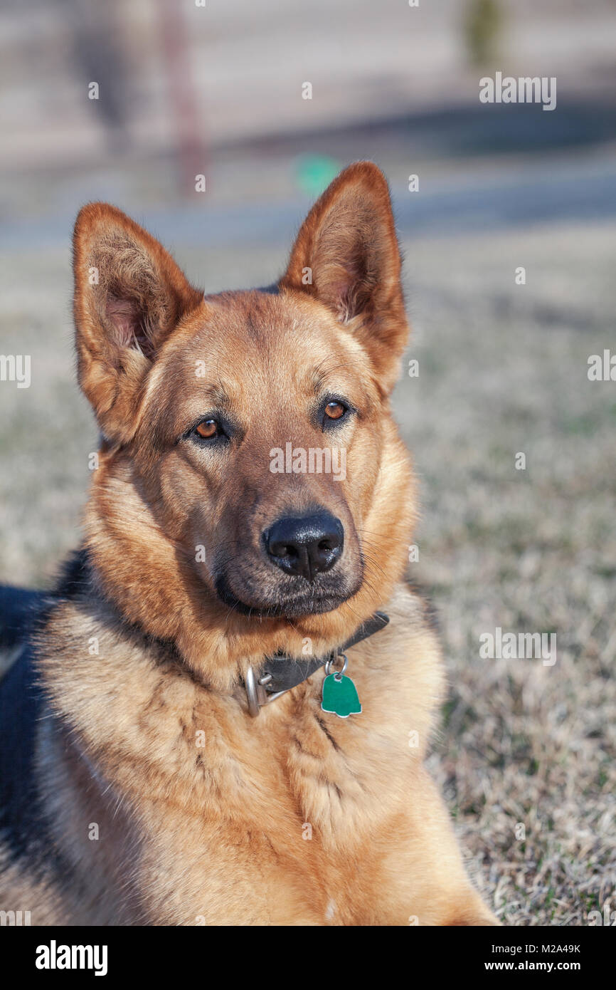Short coat german shepherd hi-res stock photography and images - Alamy