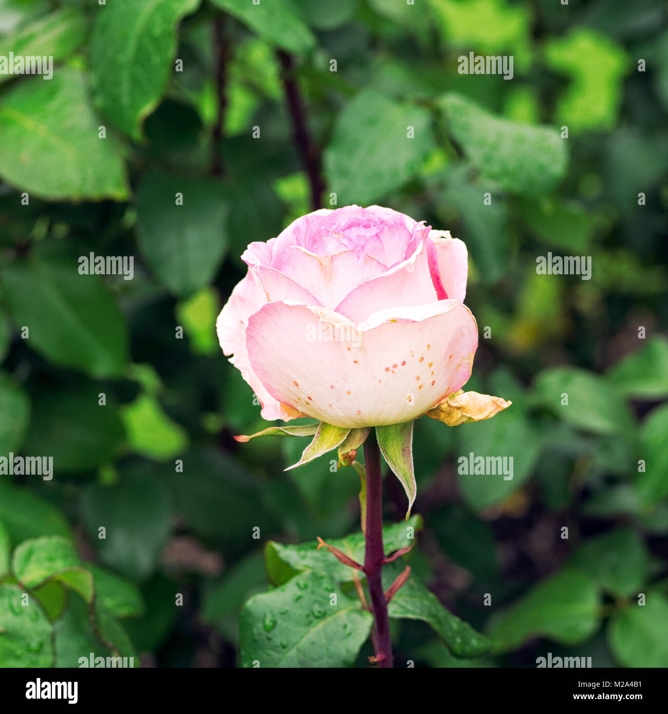 summer rose flower with dew Stock Photo - Alamy