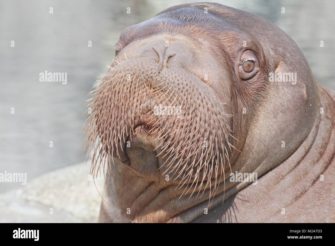 Walross hi-res stock photography and images - Alamy
